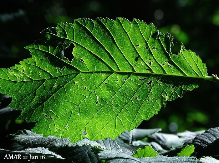 Flere :: Fjordmarken Aalborg